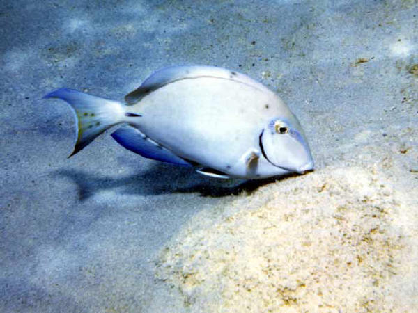 File & Surgeon Fish