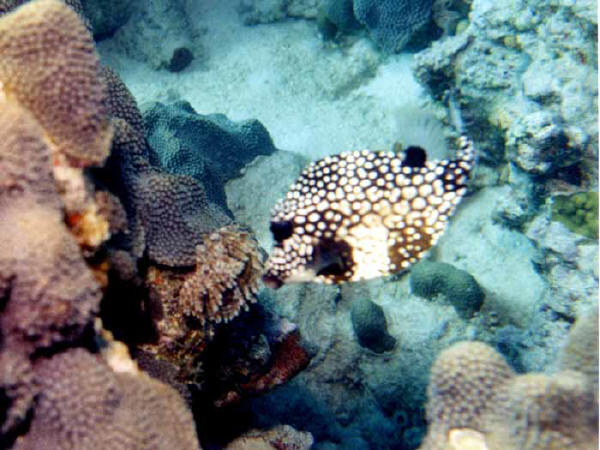 Puffer & Trunk Fish